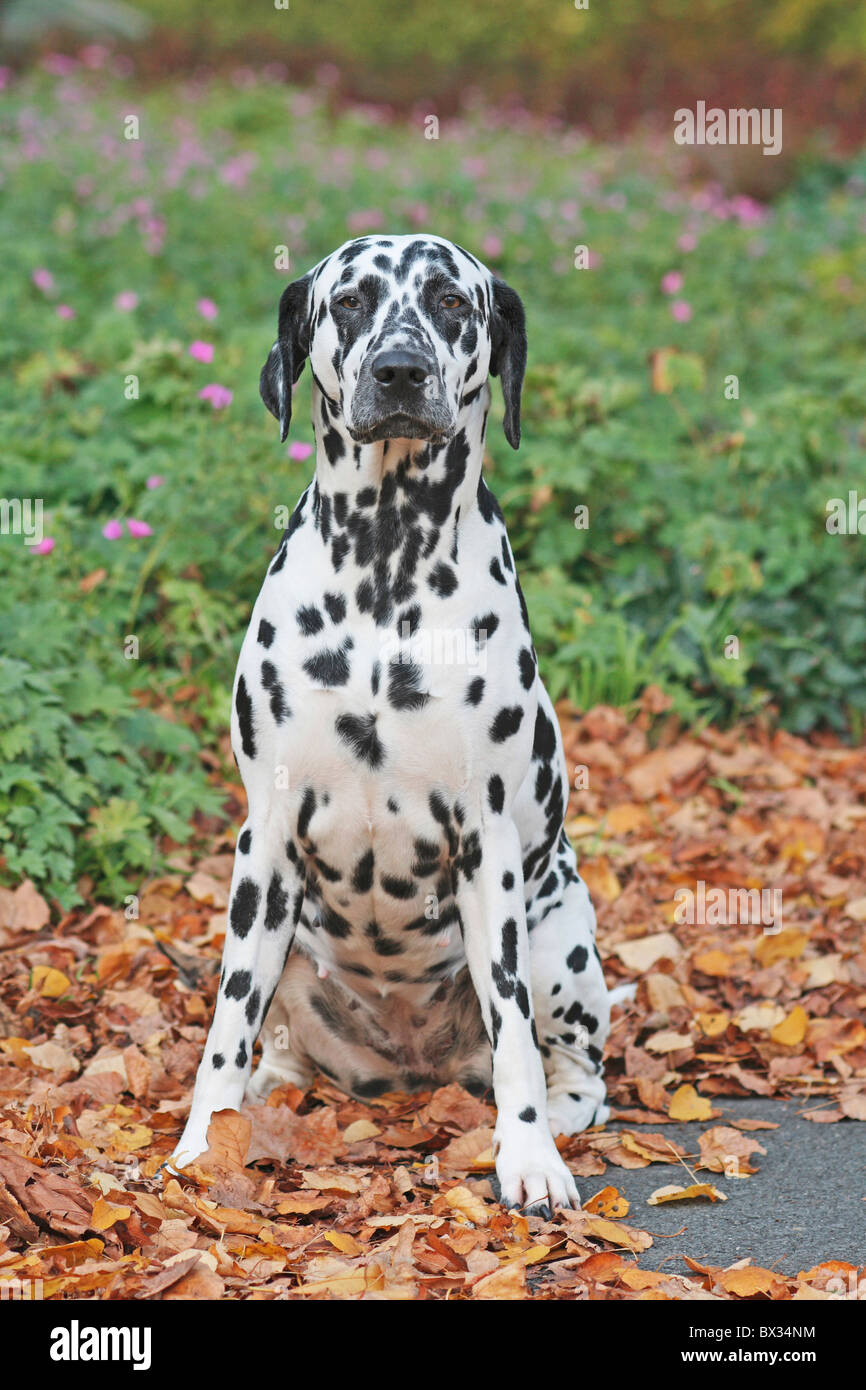 Dalmatian dog - sitting in foliage Stock Photo - Alamy