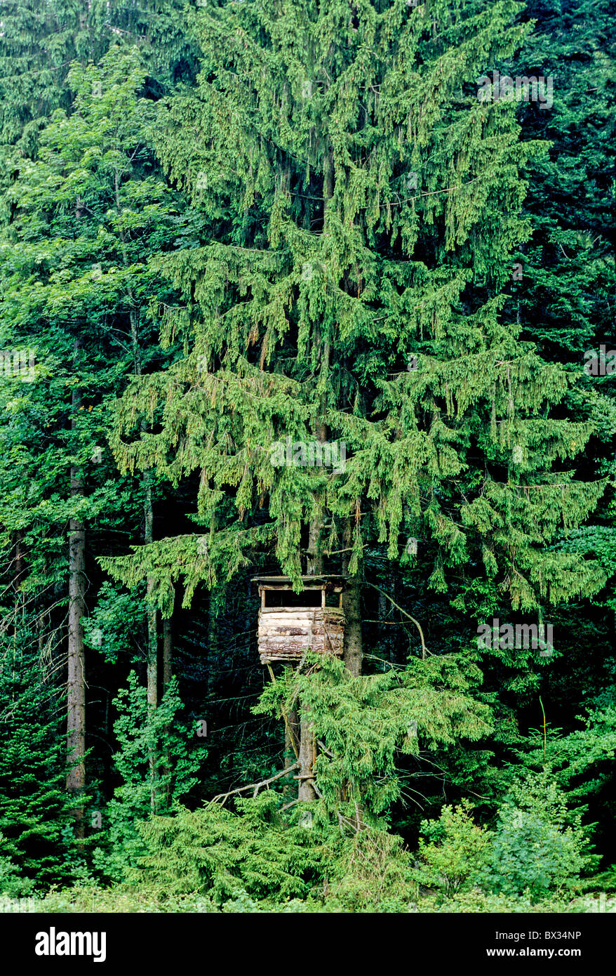 high seat hiding place hut hunt hunter rifleman hunting wood Black ...
