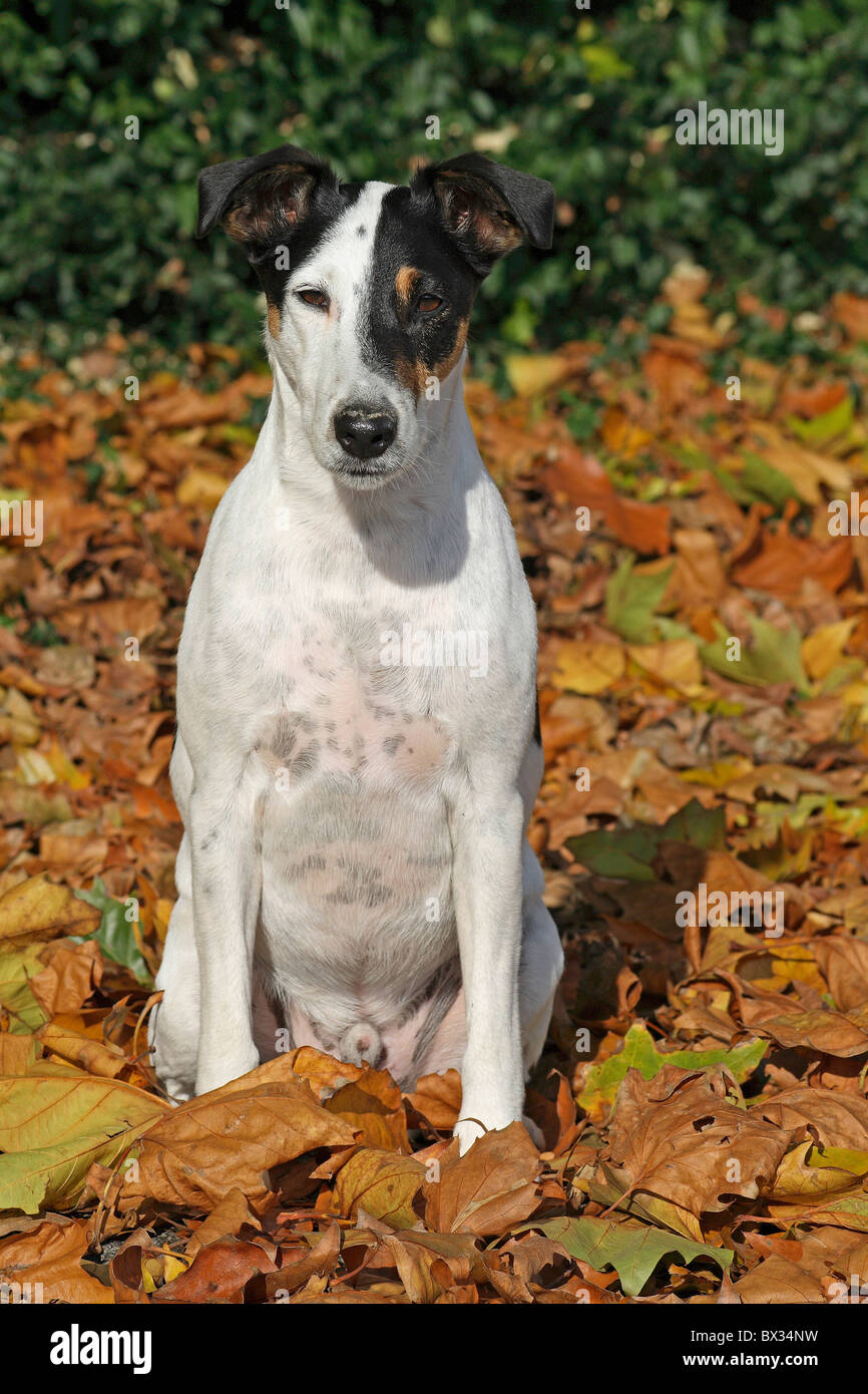 Foxterriers hi-res stock photography and images - Alamy