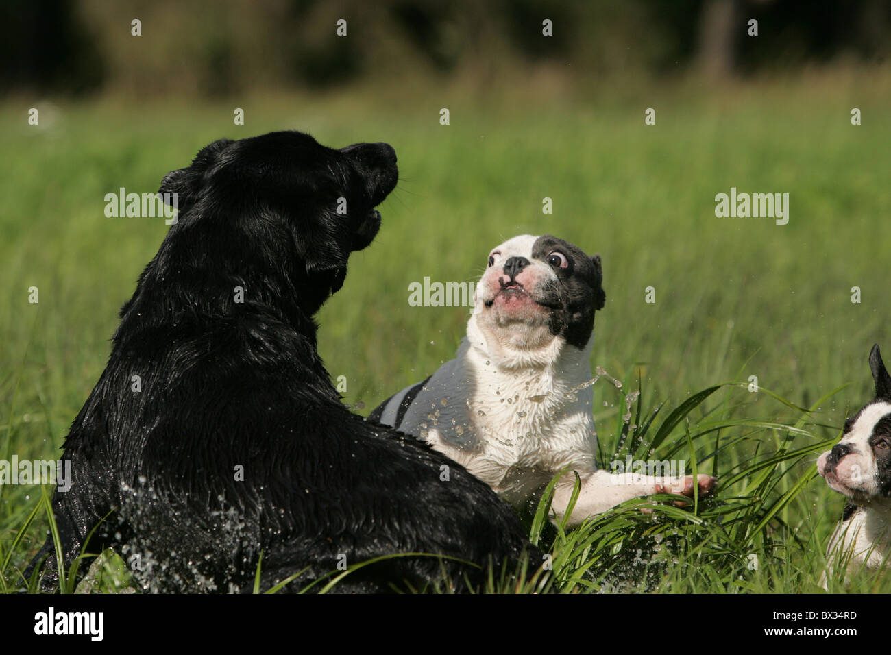 French Bulldog and Labrador Retriever Stock Photo - Alamy