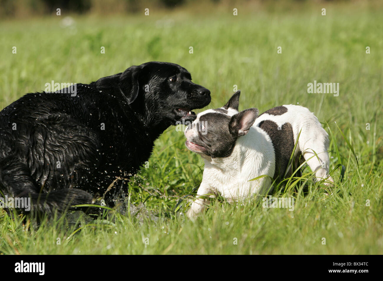 French Bulldog and Labrador Retriever Stock Photo - Alamy
