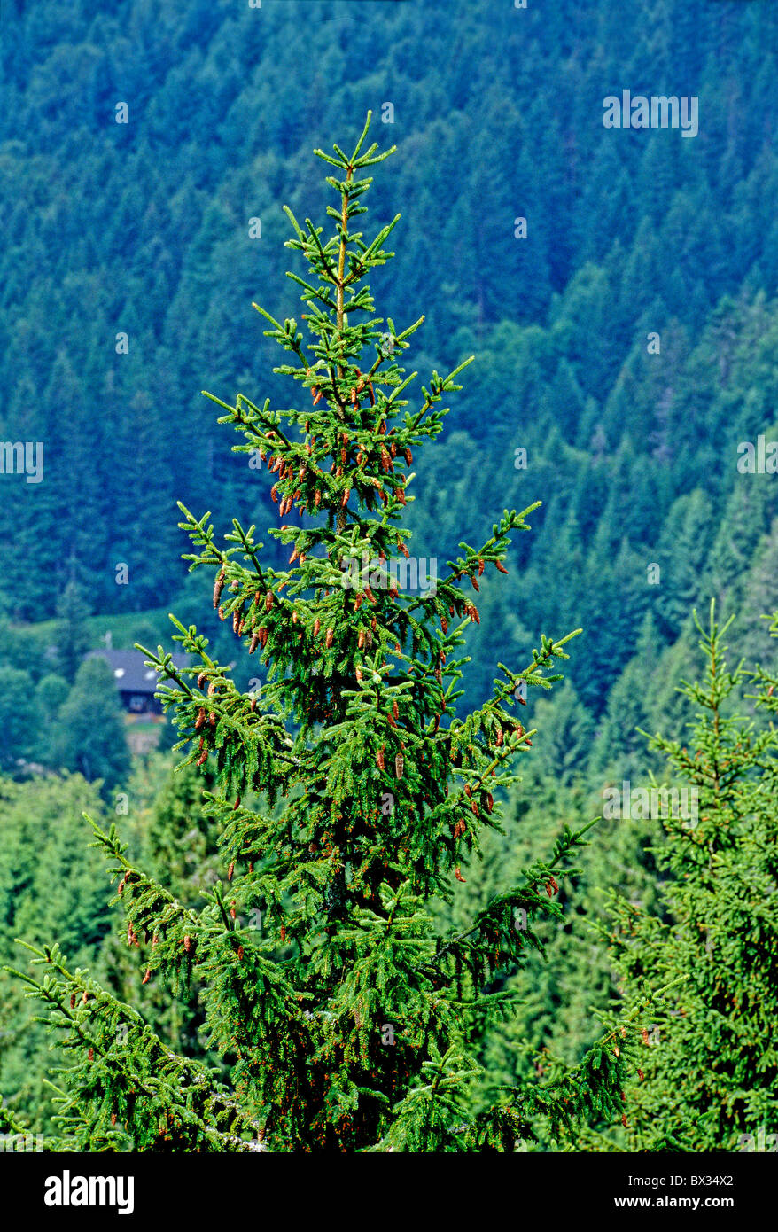 wood part spruce scenery landscape Black Forest Germany Europe Baden ...
