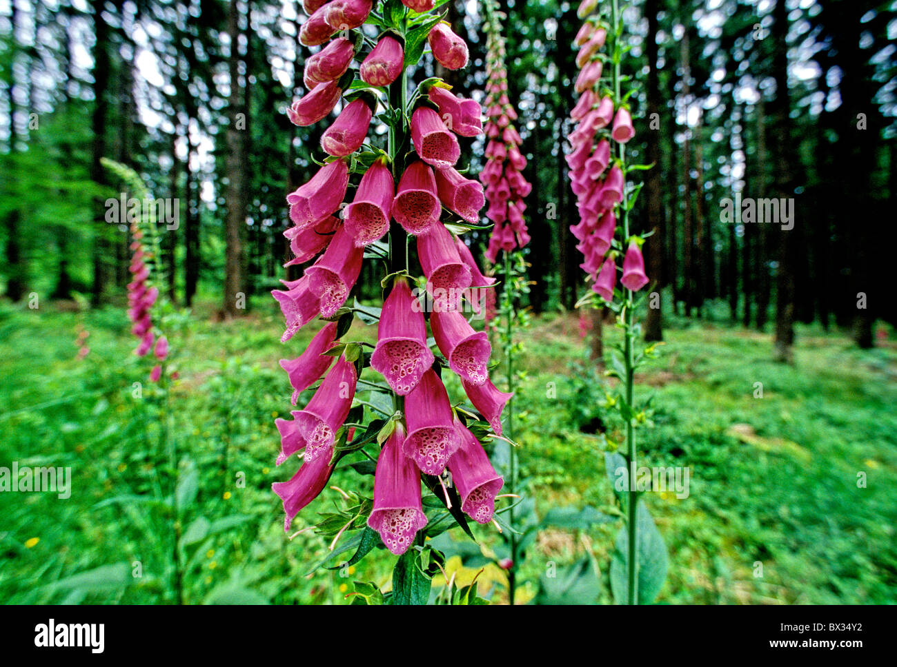 digitalis foxglove purpurea red thimble flowers trunks tribes forest ...