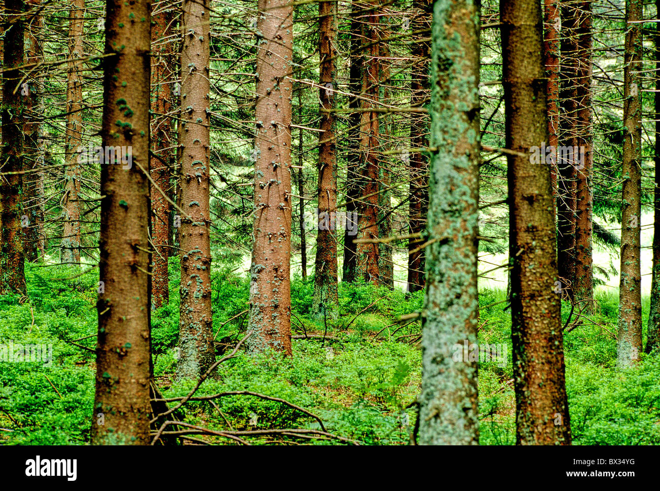 wood spruces monoculture forestry forest wood wood benefit wood Black ...