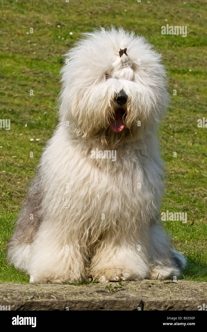 Bobtail dog - sitting Stock Photo - Alamy