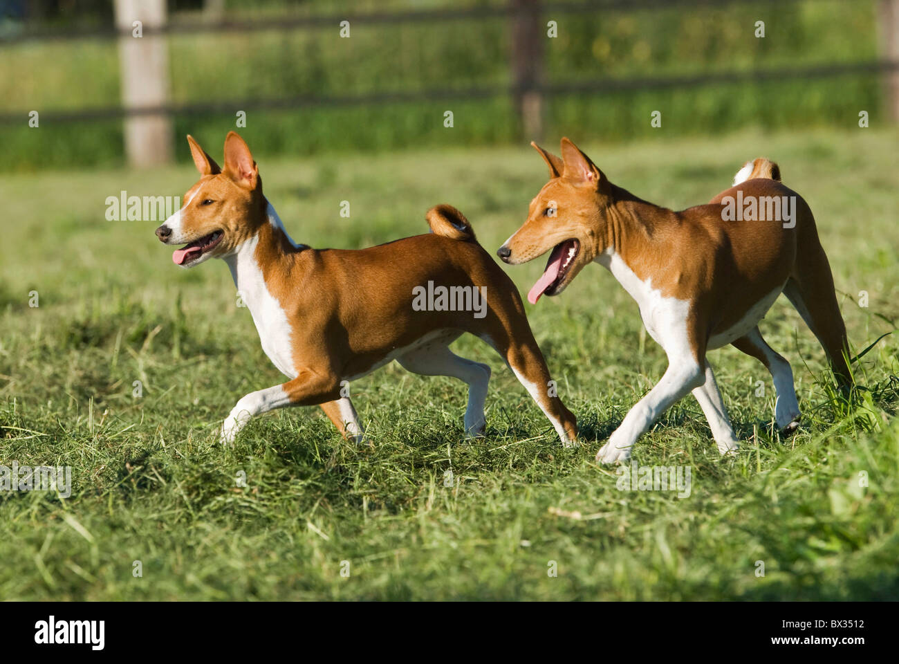 two Basenji dogs on meadow Stock Photo - Alamy