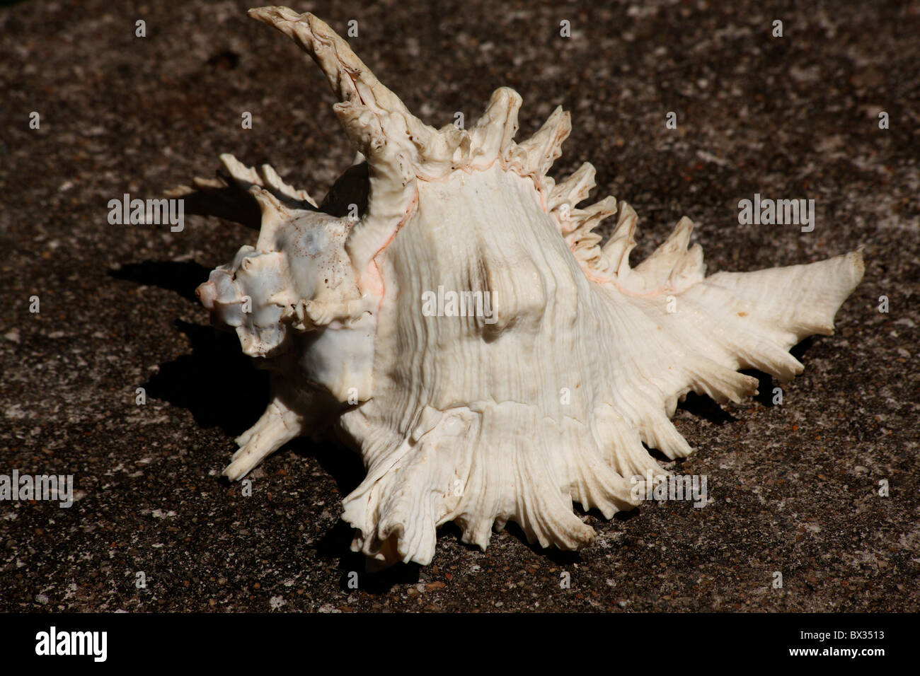 Conch sea snail shell hi-res stock photography and images - Alamy