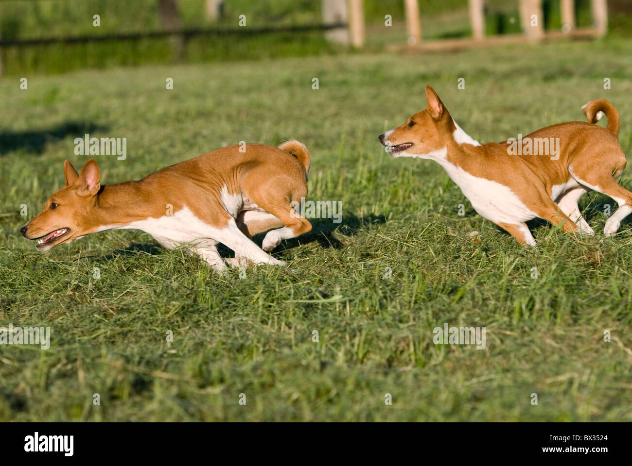 two Basenji dogs on meadow - running Stock Photo - Alamy