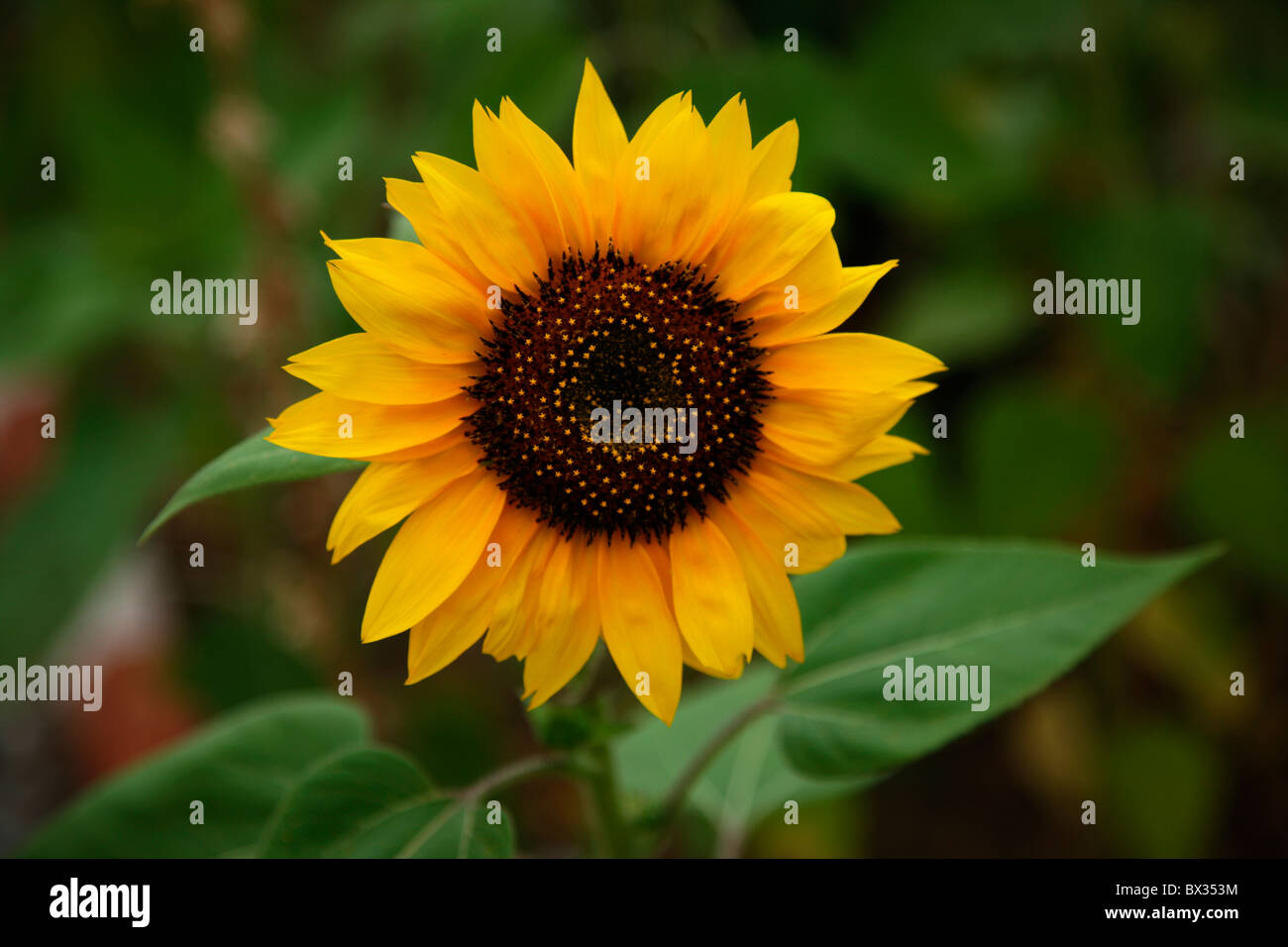 India sunflower hi-res stock photography and images - Alamy