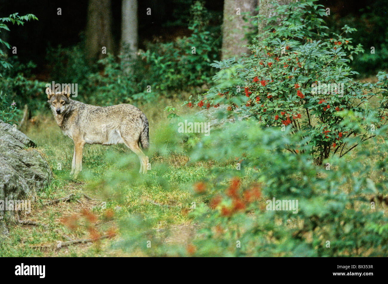 wolf Gray Wolf wolf animal Canis lupus animals animal Germany Europe ...