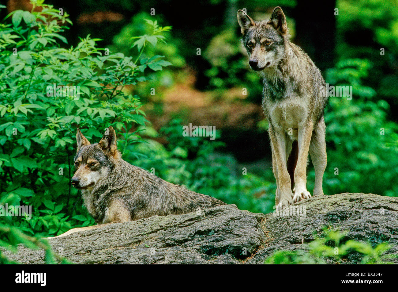 Two wolf hi-res stock photography and images - Alamy