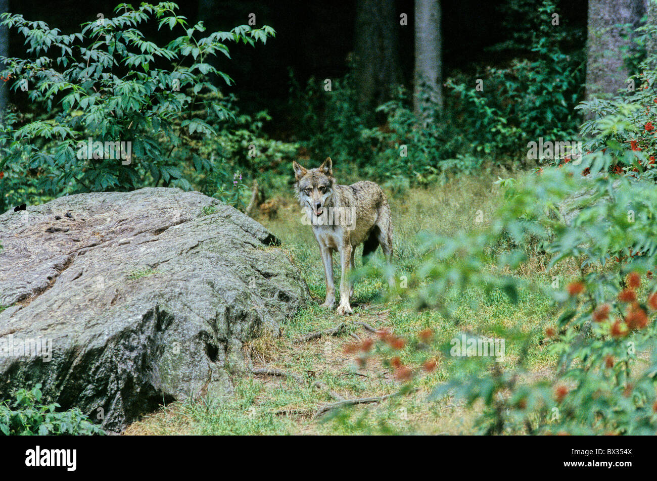wolf Gray Wolf wolf animal Canis lupus animals animal Germany Europe ...
