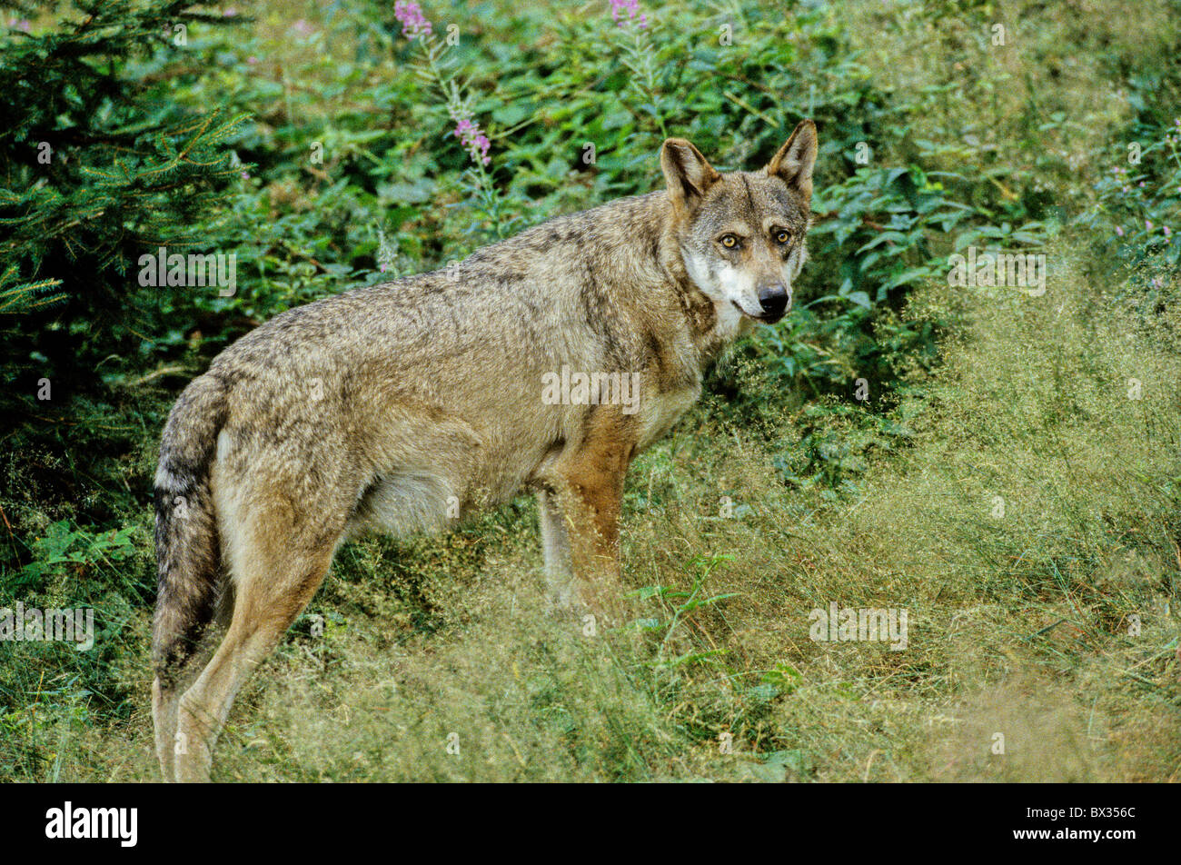 wolf Gray Wolf wolf animal Canis lupus animals animal Germany Europe ...