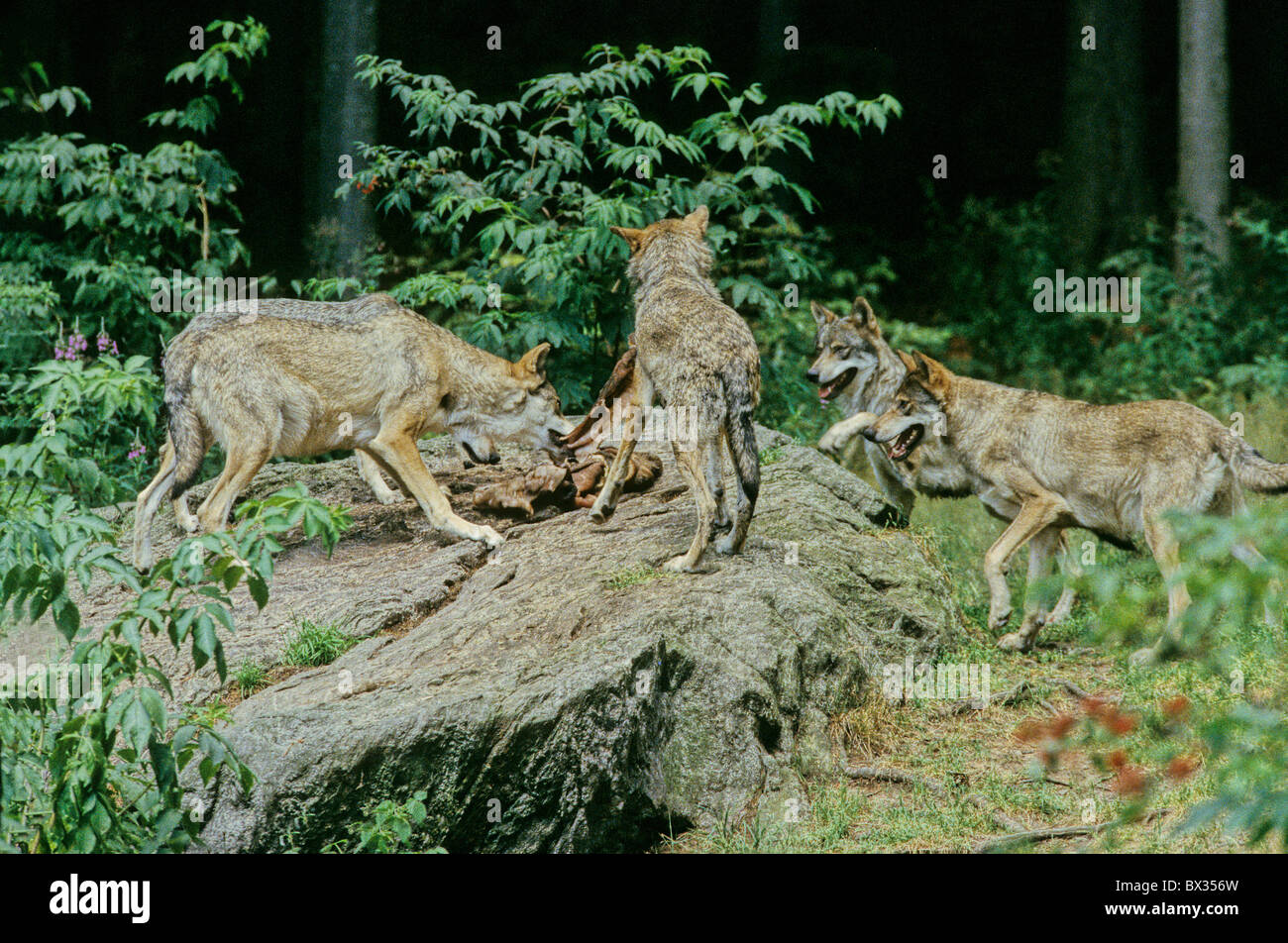 wolf Gray Wolf wolf animal Canis lupus wolves group prey food animals ...
