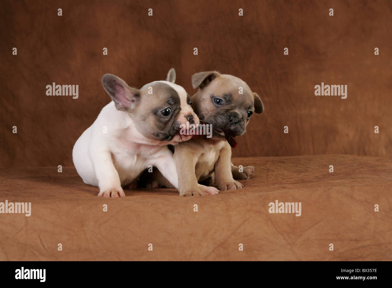 Bulldog puppy pulling hi-res stock photography and images - Alamy