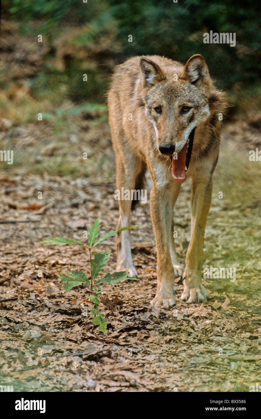 wolf Gray Wolf wolf animal Canis lupus animals animal Stock Photo - Alamy