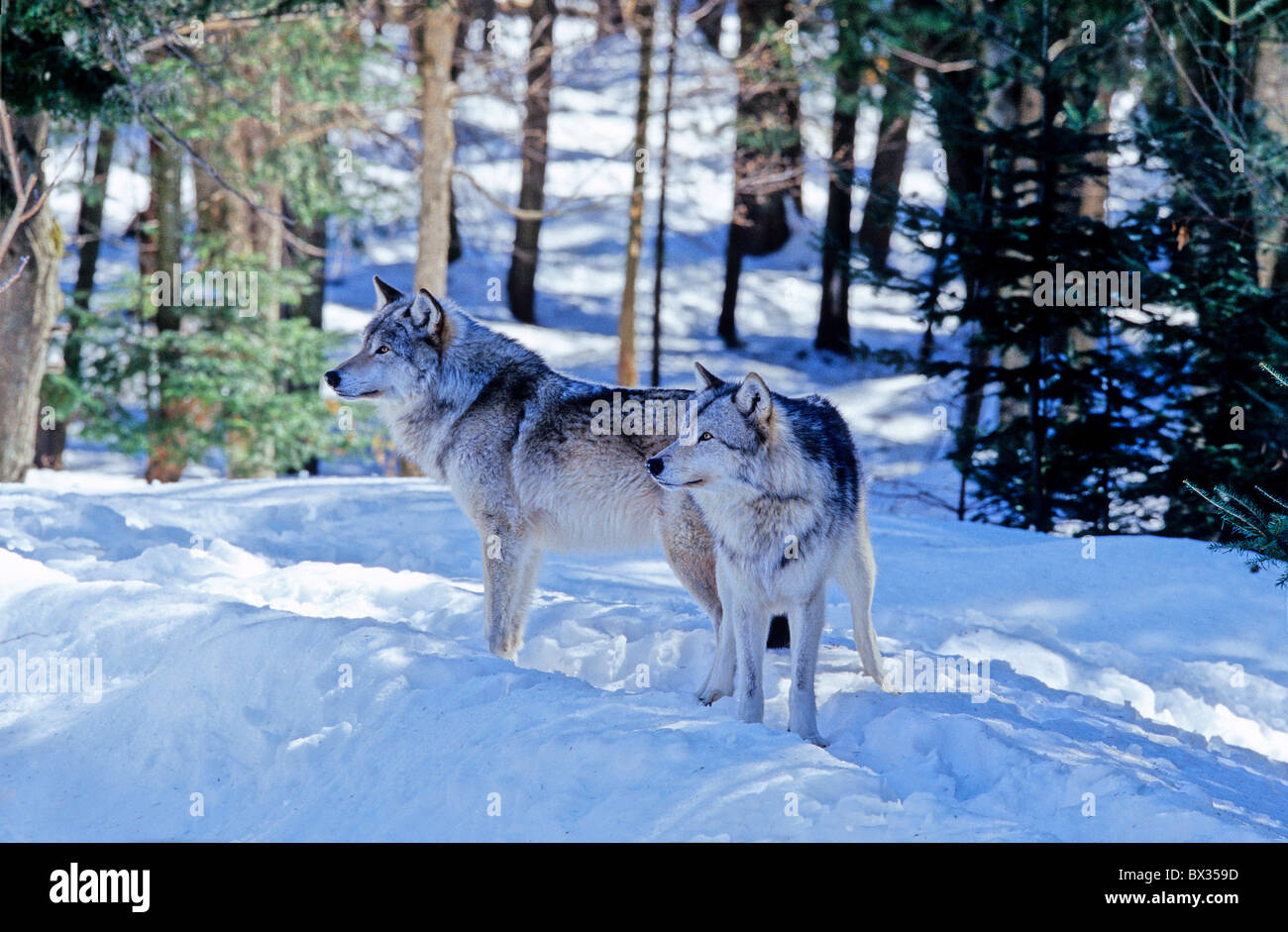 10813793 hi-res stock photography and images - Alamy