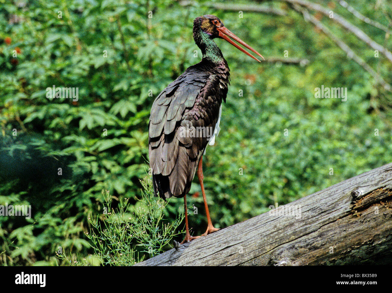 bull's-eye stork Ciconia nigra bird birds stork storks animals animal ...