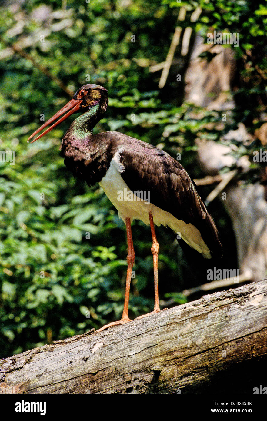 bull's-eye stork Ciconia nigra bird birds stork storks animals animal ...
