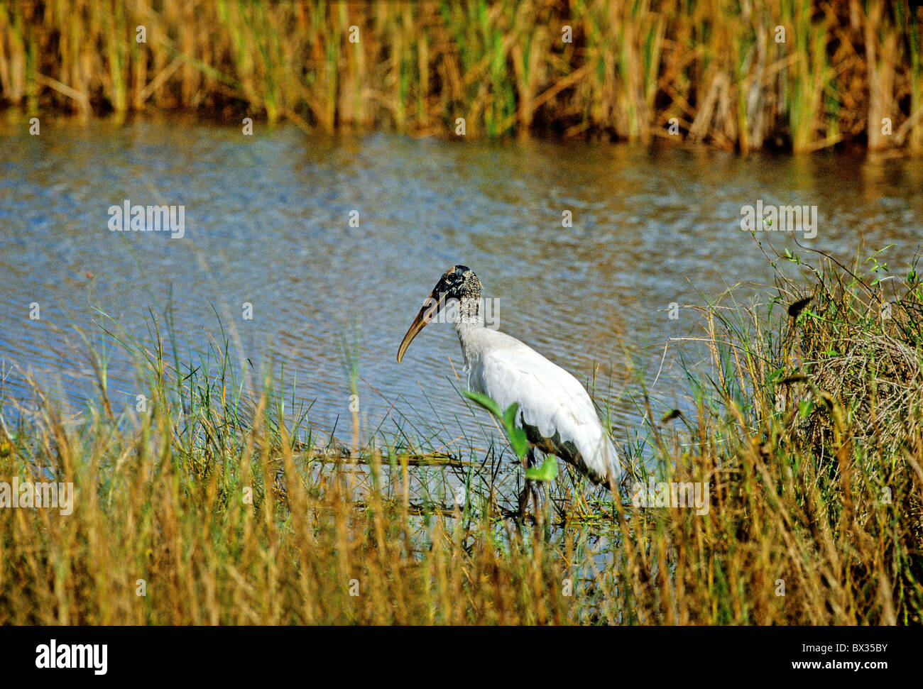 forest stork American Nimmersatt Mycteria americana bird birds stork ...