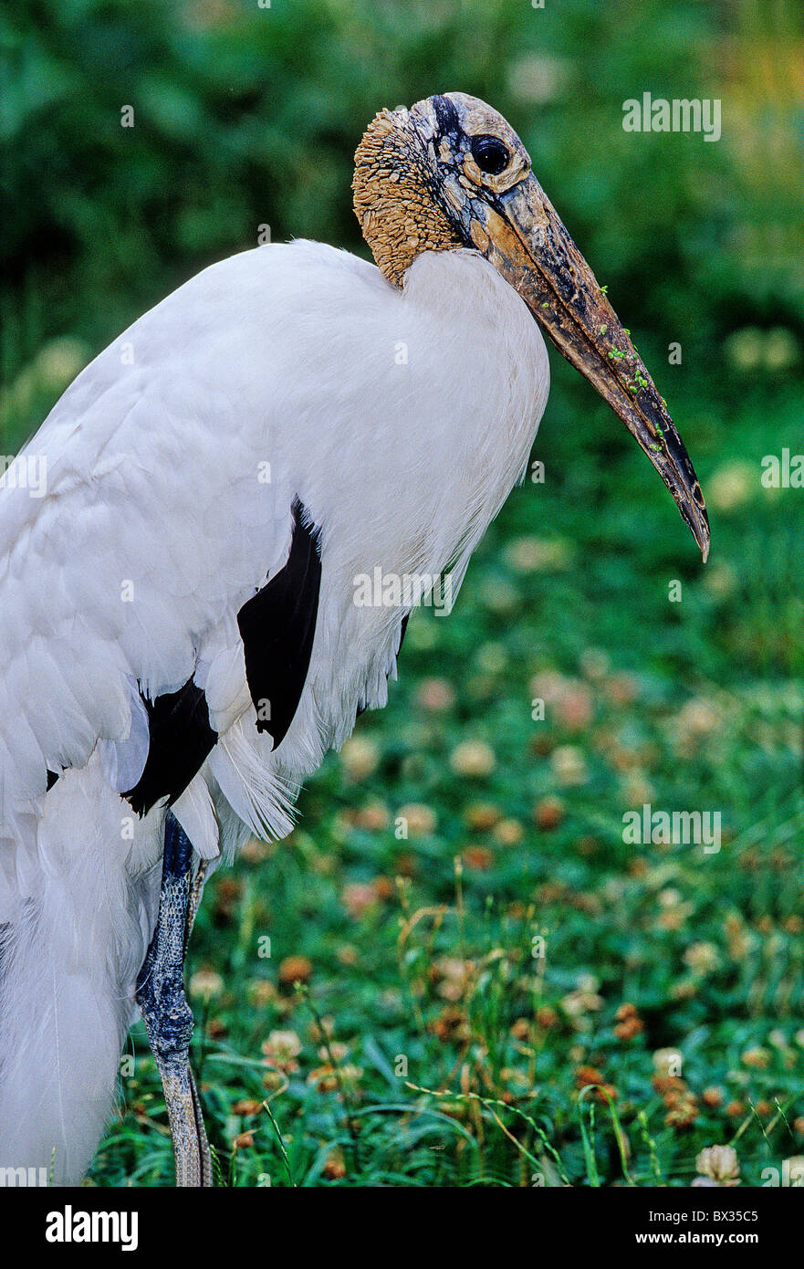 stork colored stork Mycteria leucocephala storks bird birds storks ...