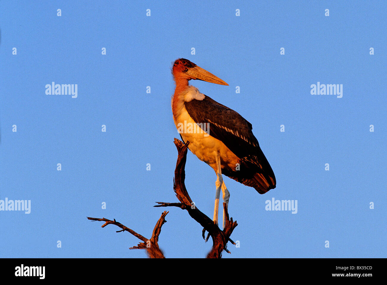 marabou Leptoptilos crumeniferus bird birds animals animal Africa ...