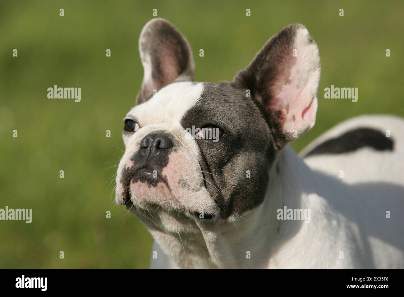 French Bulldog Portrait Stock Photo - Alamy