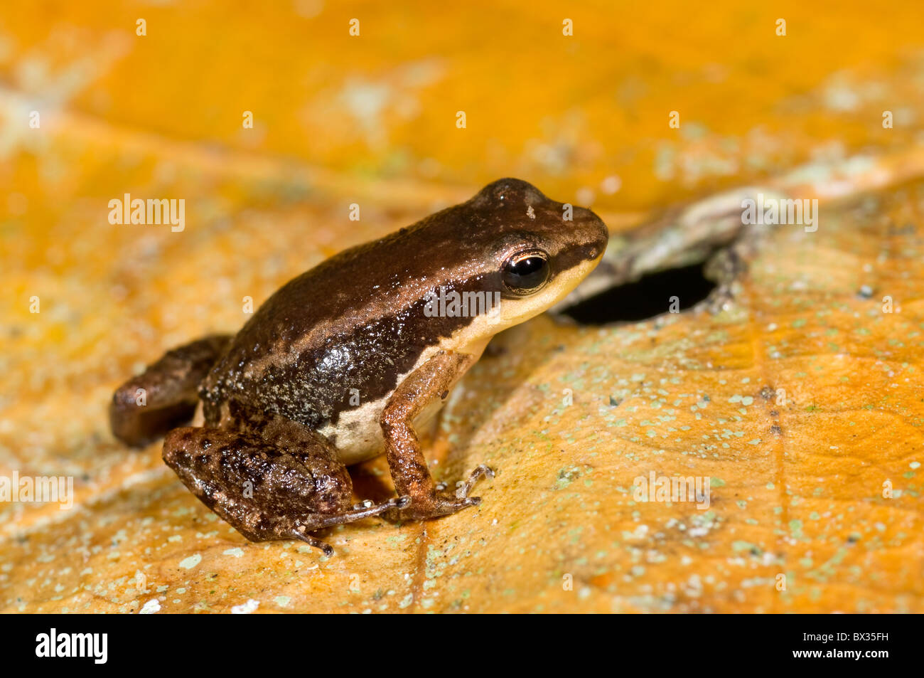 "Allobates insperatus" frog from Ecuador Stock Photo - Alamy