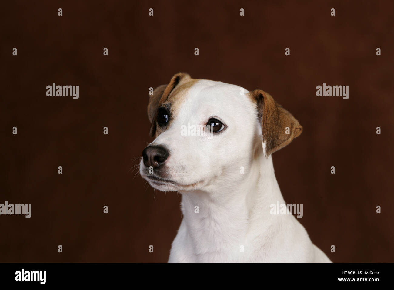 Jack Russell Terrier Portrait Stock Photo - Alamy