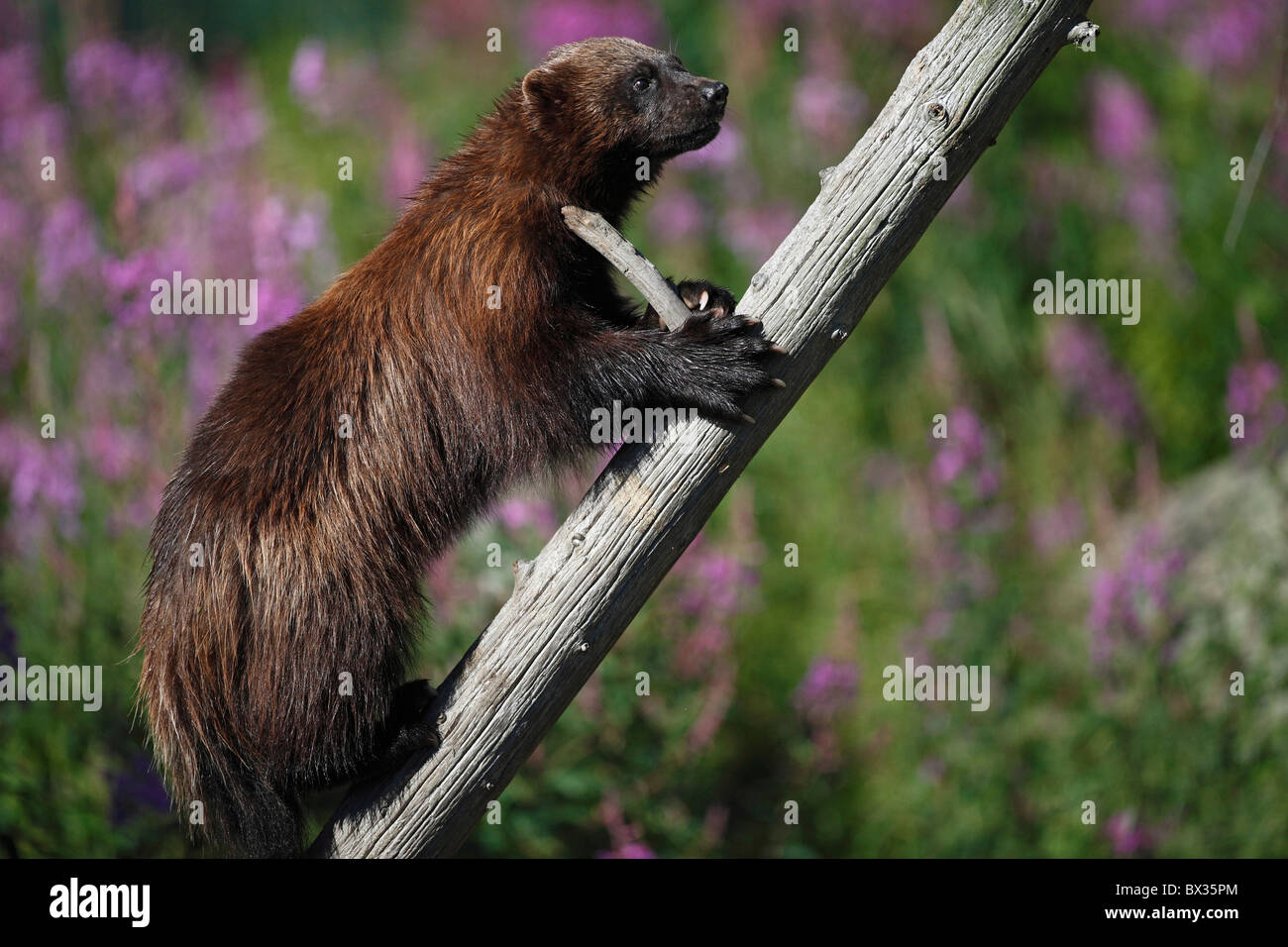 wolverine on branch / Gulo gulo Stock Photo - Alamy