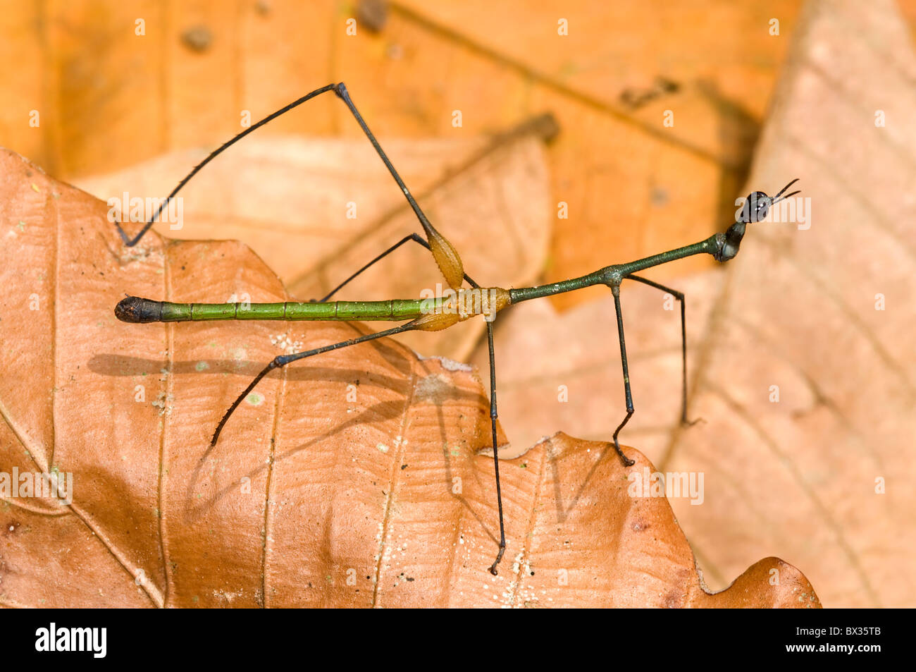 Amazon rainforest grasshopper hi-res stock photography and images - Alamy