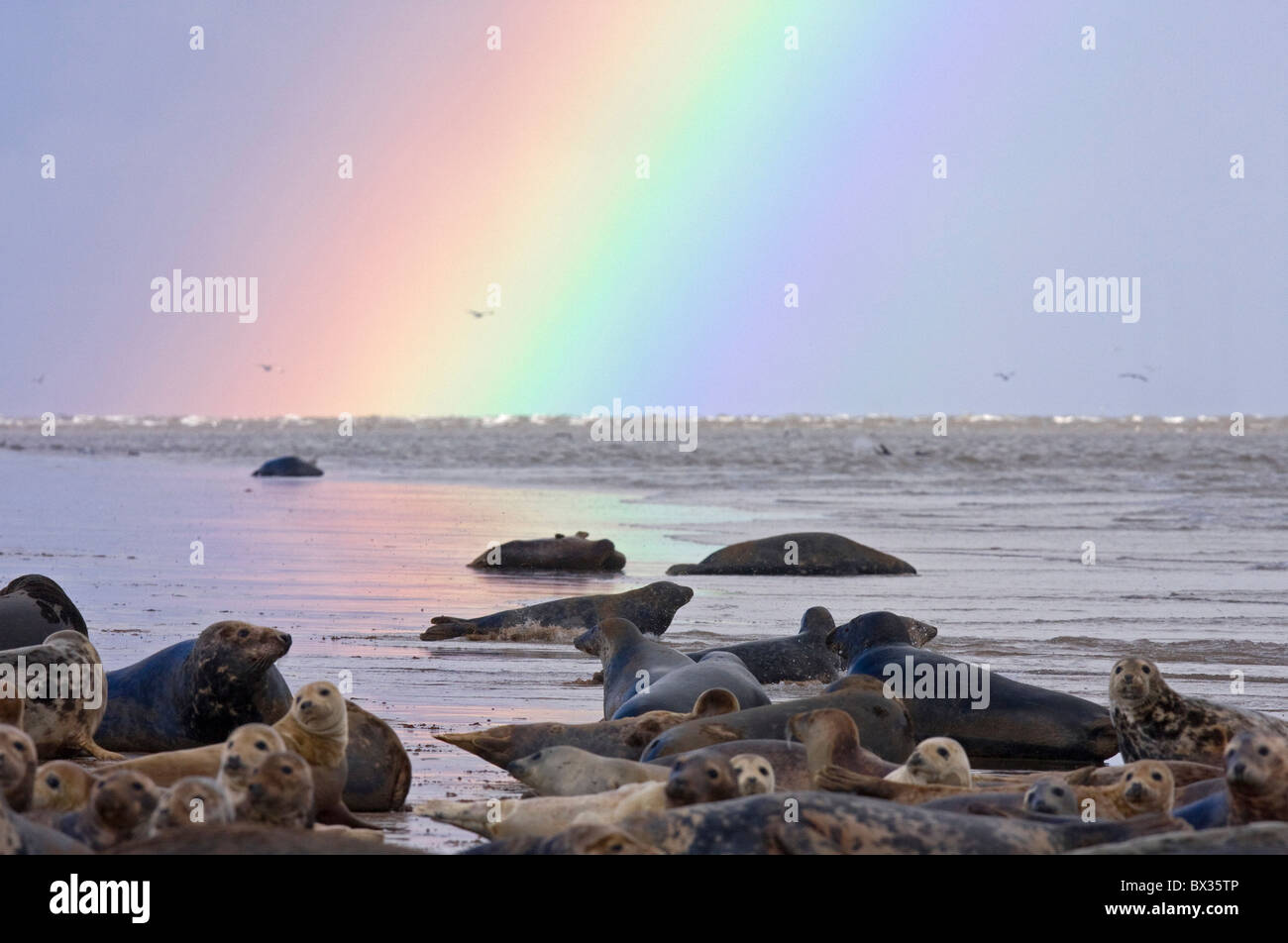 Grey seals hauld out on wet sand under a rainbow Stock Photo - Alamy
