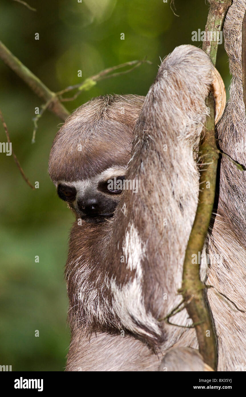 Three toad sloth "Bradypus variegatus" in Ecuador rainforest Stock ...