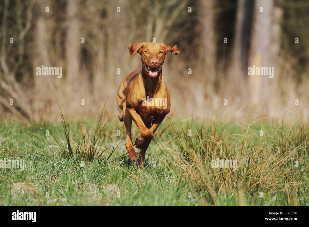 Vizla running hi-res stock photography and images - Alamy
