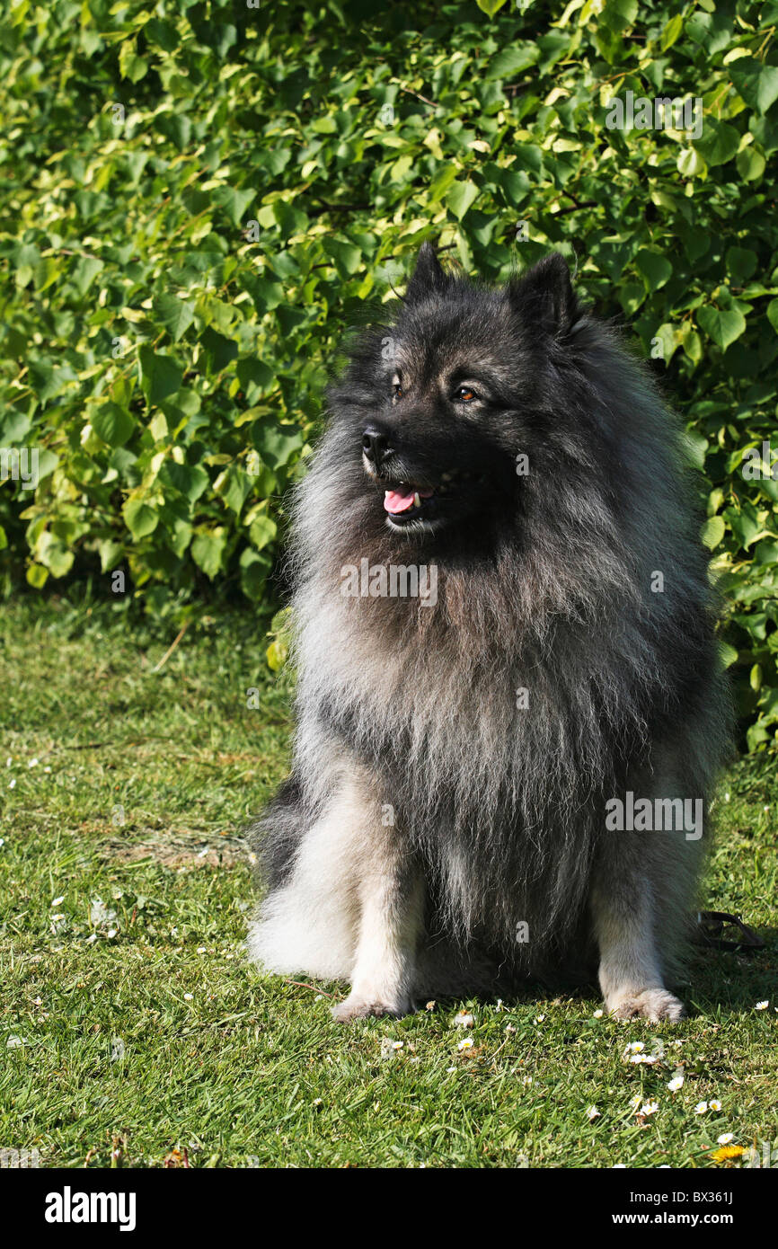 Keeshonden hi-res stock photography and images - Alamy