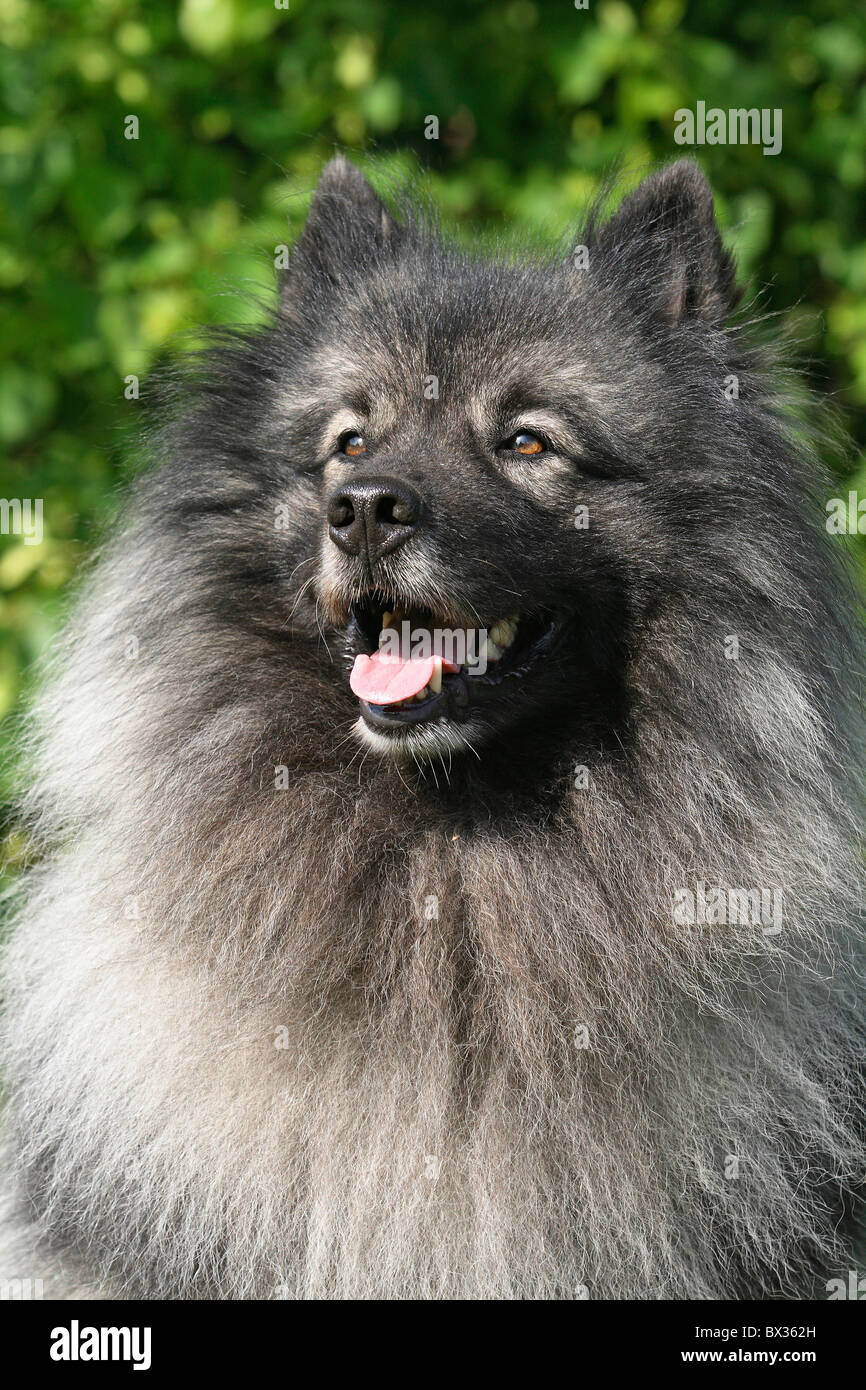 Keeshond dog - portrait Stock Photo - Alamy