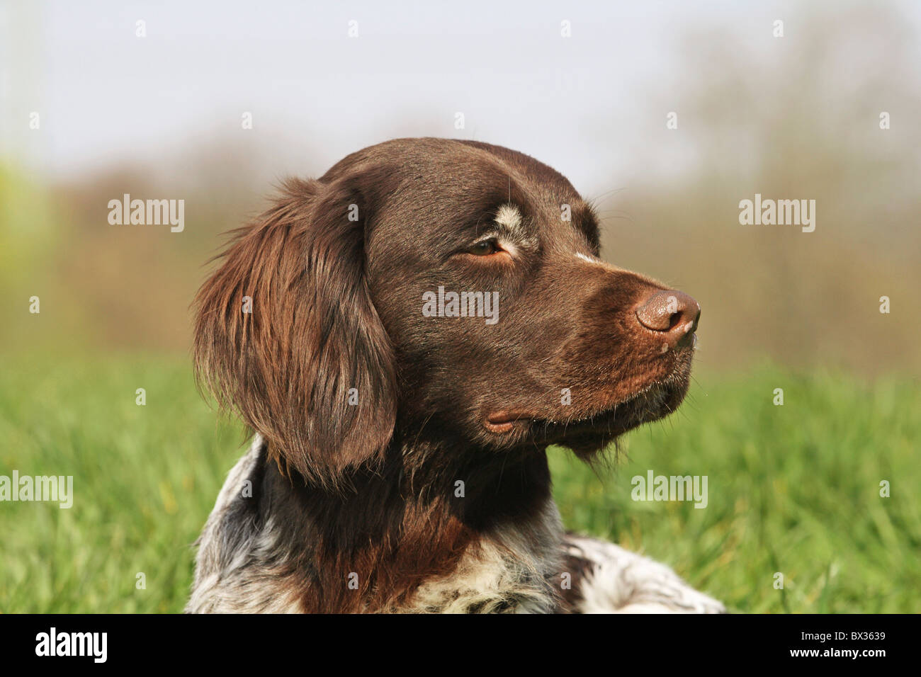 half breed dog - portrait Stock Photo - Alamy