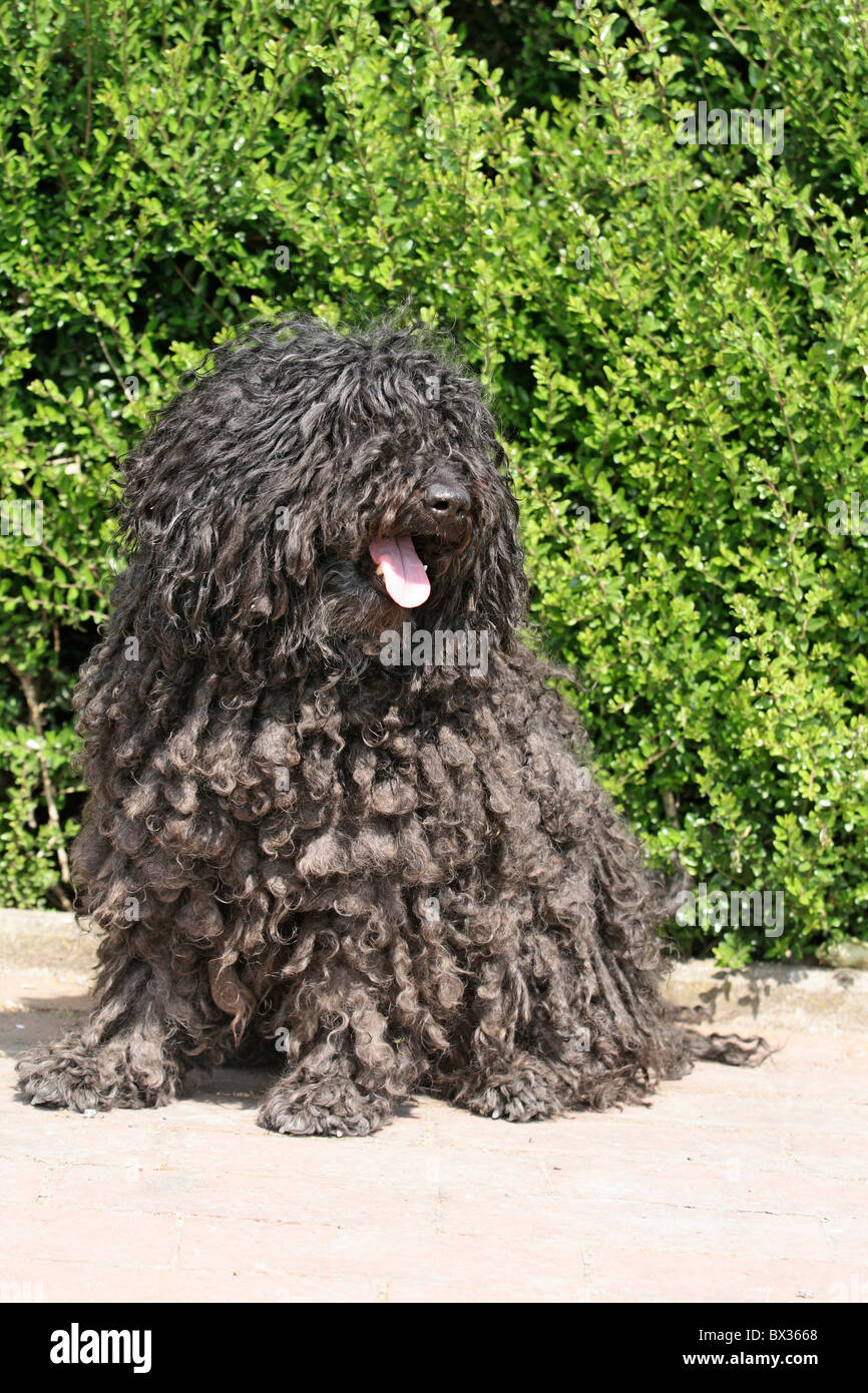 Puli dog - sitting Stock Photo - Alamy