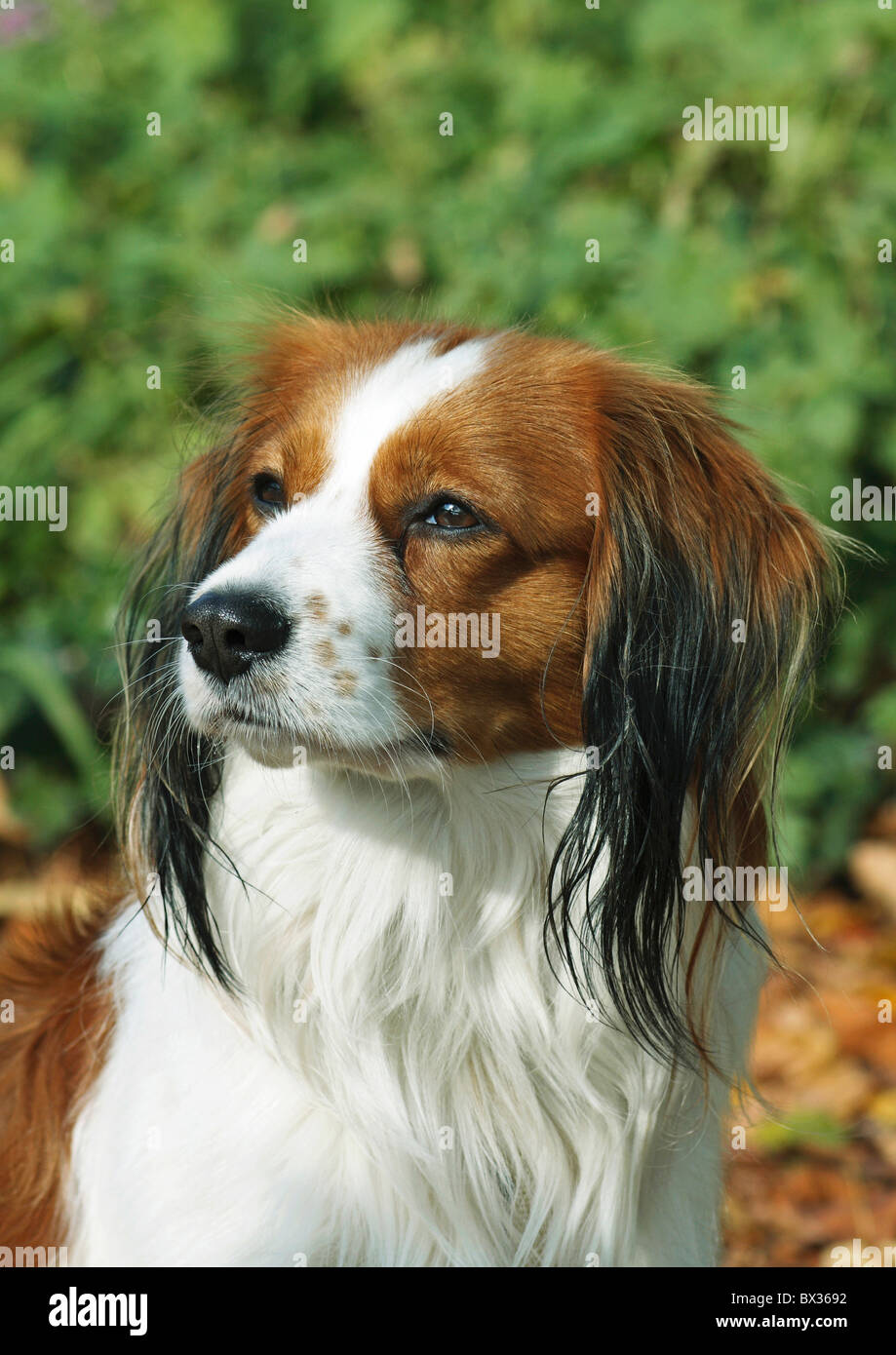 Kooikerhondje dog - portrait Stock Photo - Alamy