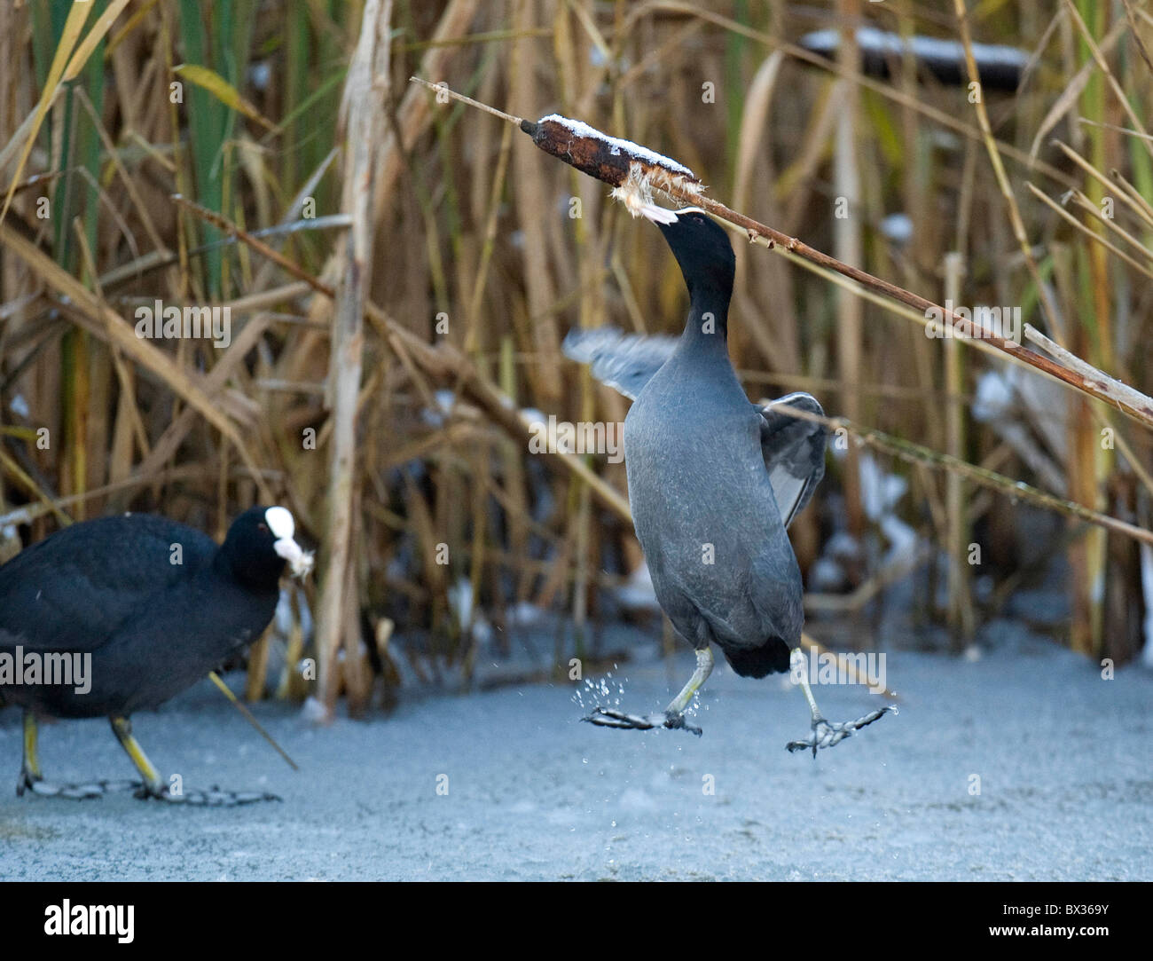 Extreme icy winter weather. Coots Fulica atra pull down reed mace ...