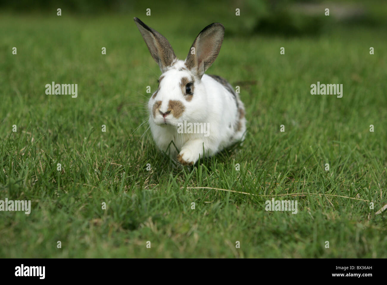 Walking bunny hi-res stock photography and images - Alamy