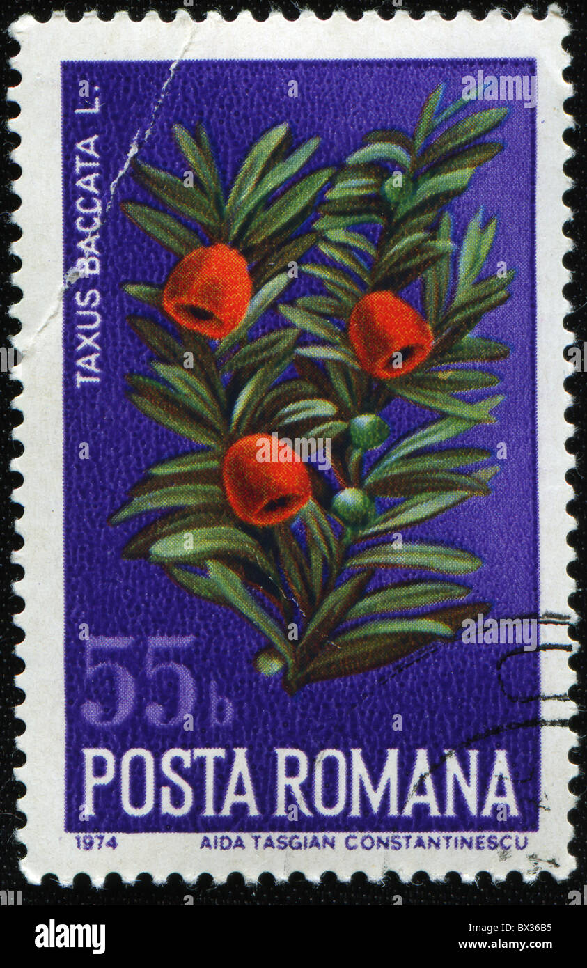 ROMANIA - CIRCA 1974: A stamp printed in Romania shows common yew, or ...