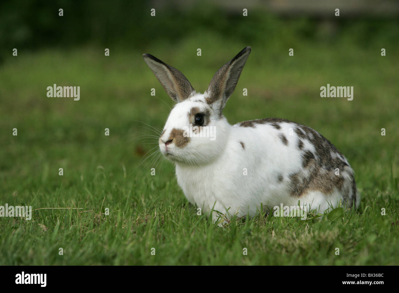 Bunny meadows hi-res stock photography and images - Alamy