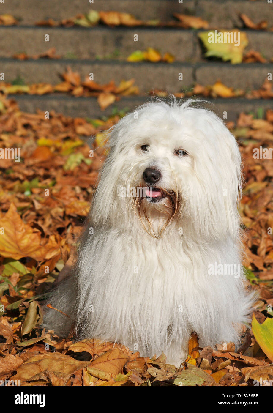 Coton de Tuléar dog - sitting in foliage Stock Photo - Alamy