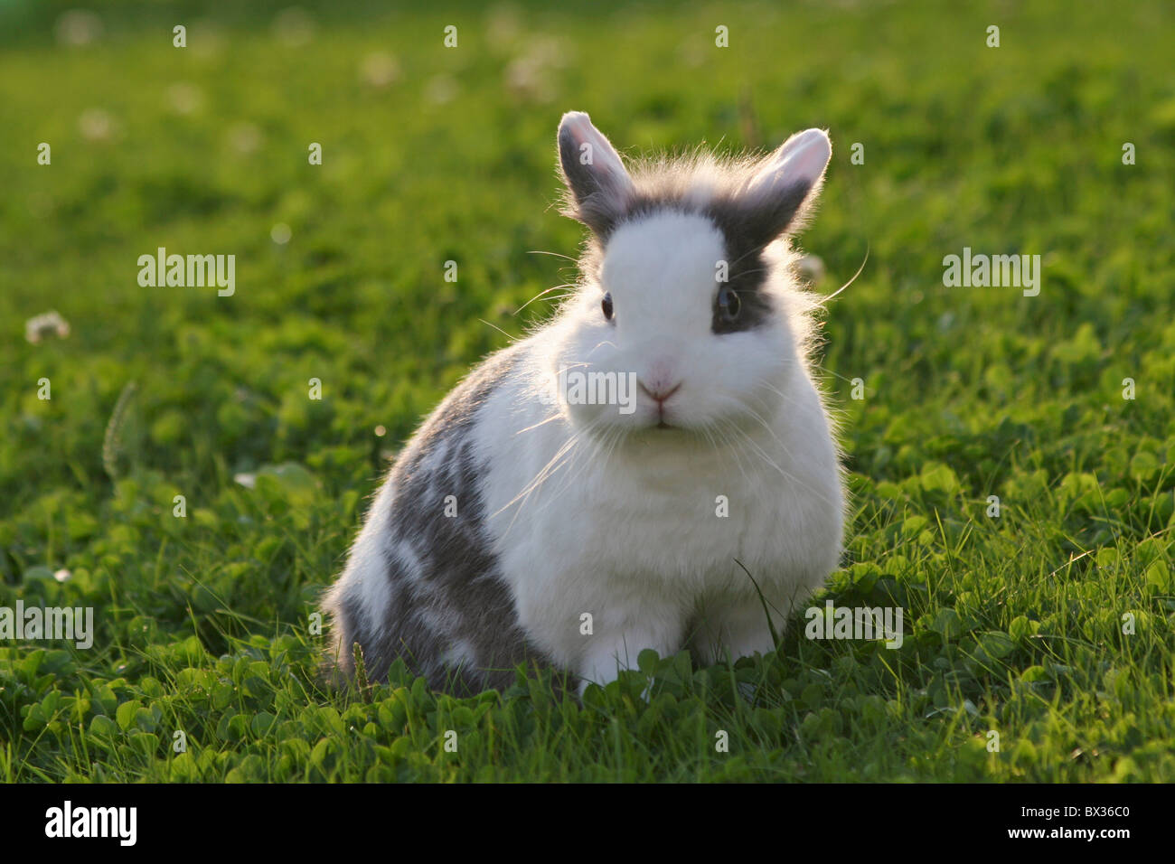 rabbit on meadow Stock Photo - Alamy