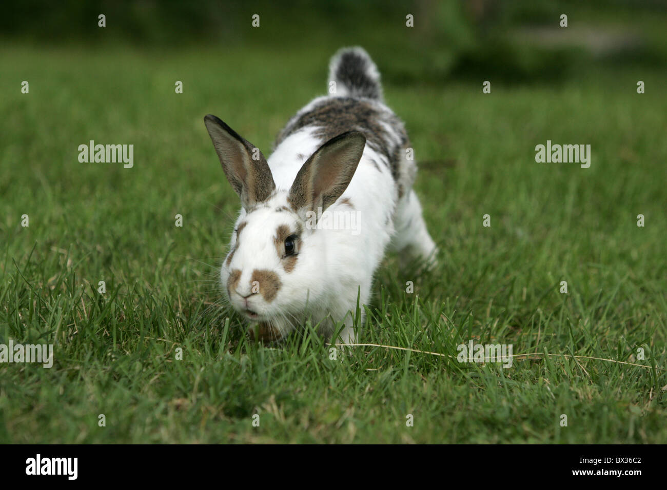 Walking bunny hi-res stock photography and images - Alamy