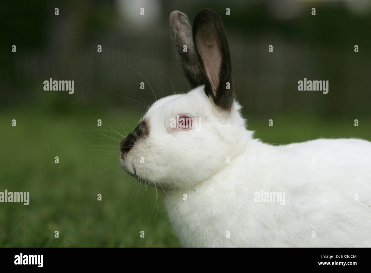Himalayan rabbit hi-res stock photography and images - Alamy
