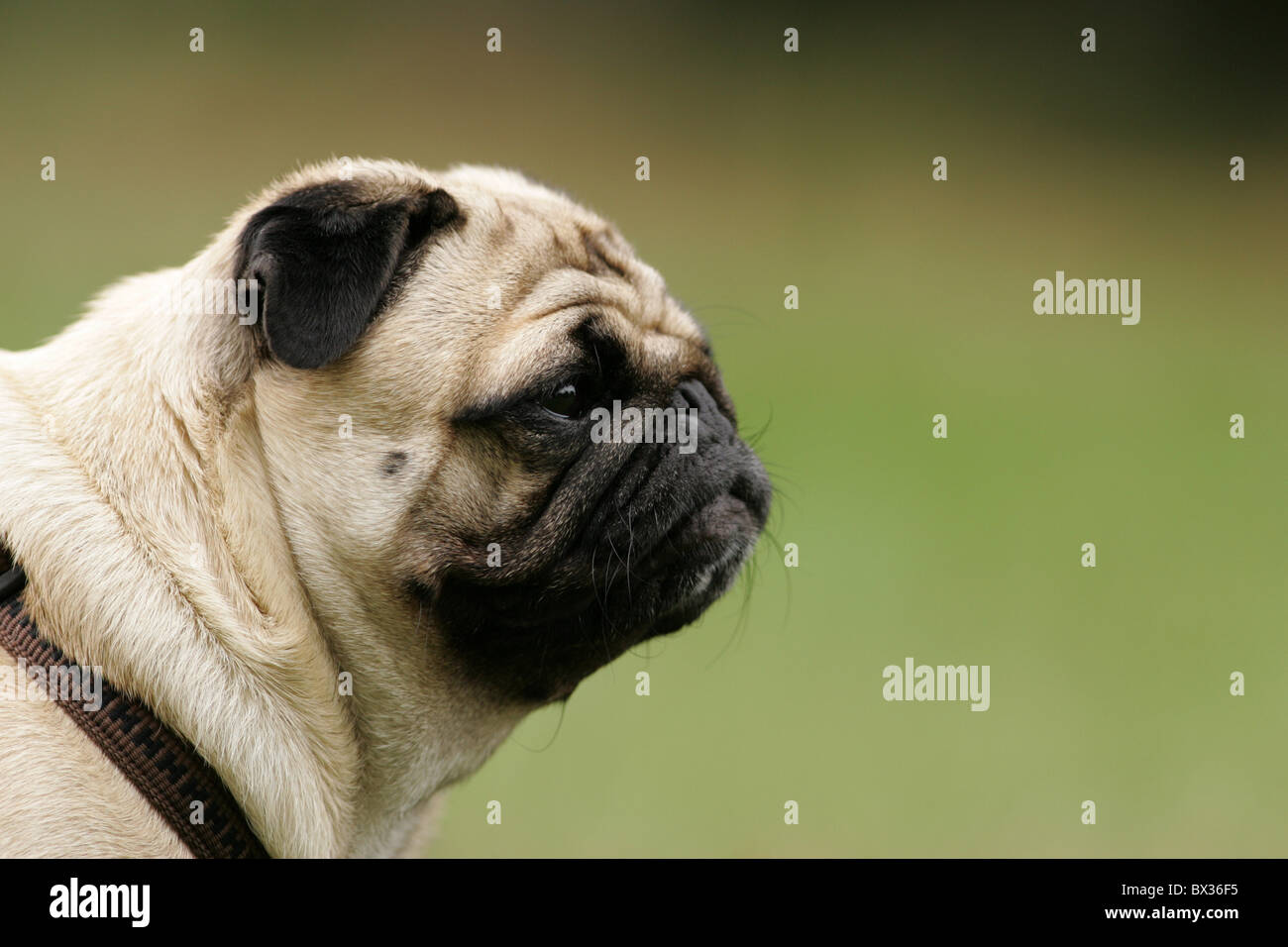 Pugs side profile hi-res stock photography and images - Alamy