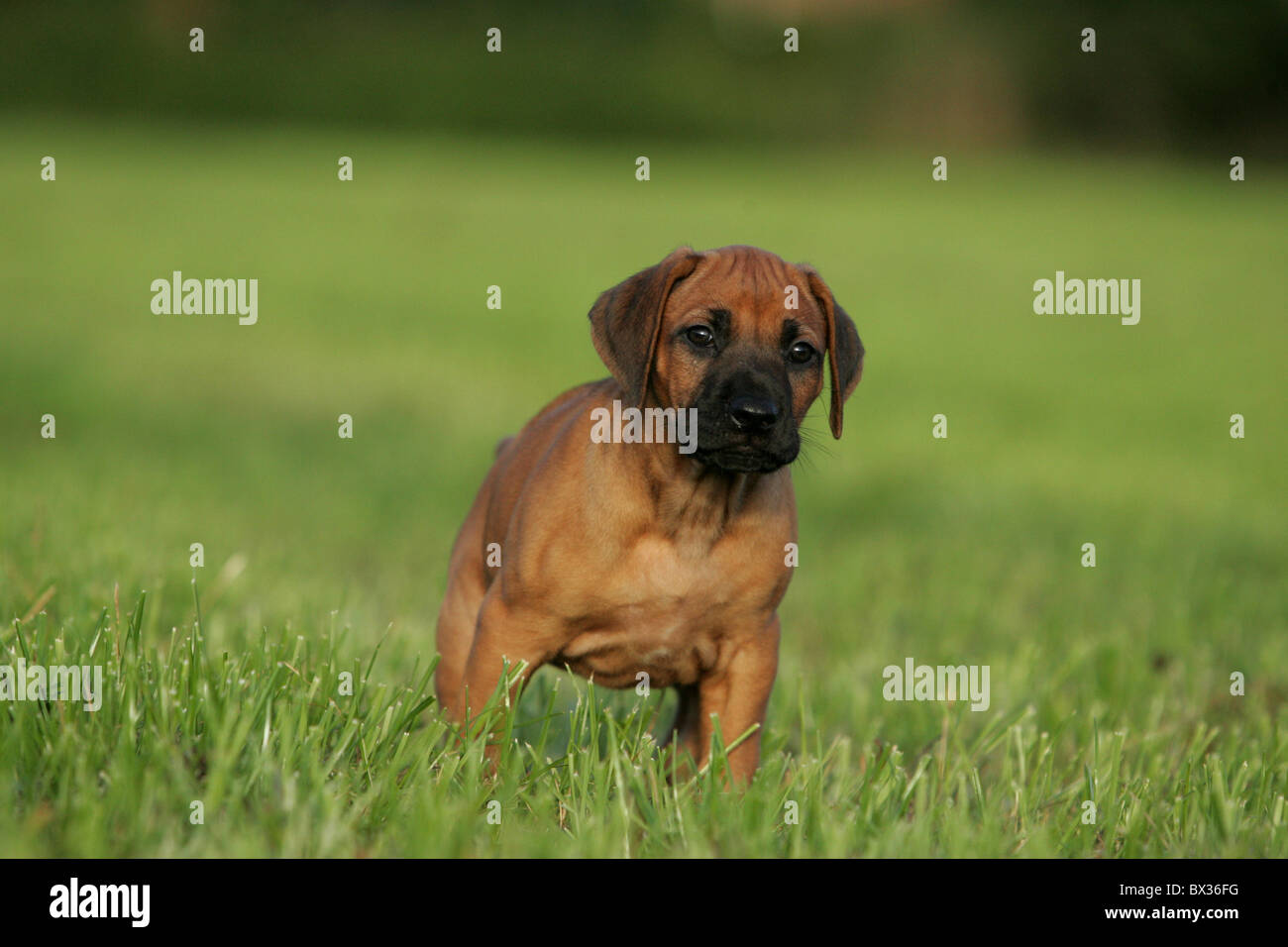 Rhodesian Ridgeback Puppy Stock Photo - Alamy