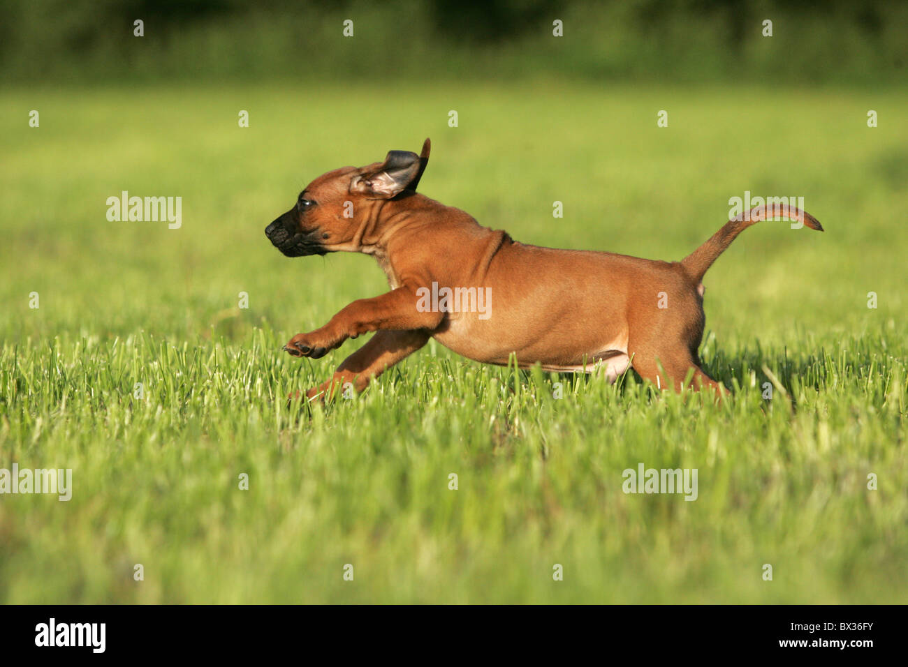 Rhodesian Ridgeback Puppy Stock Photo - Alamy